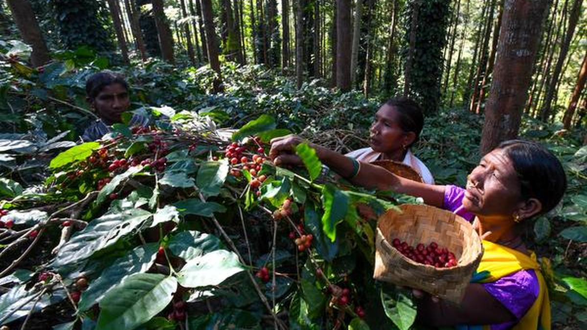 The economics behind the award-winning Araku coffee - The Hindu