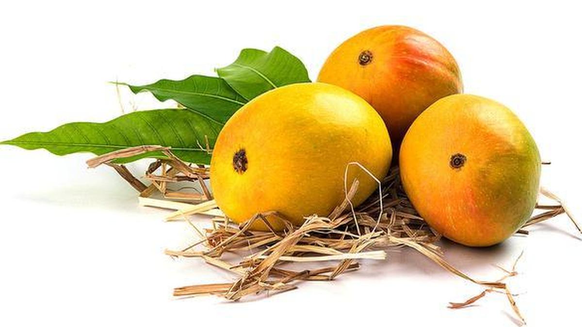 Mango or jackfruit? Pick one! - The Hindu