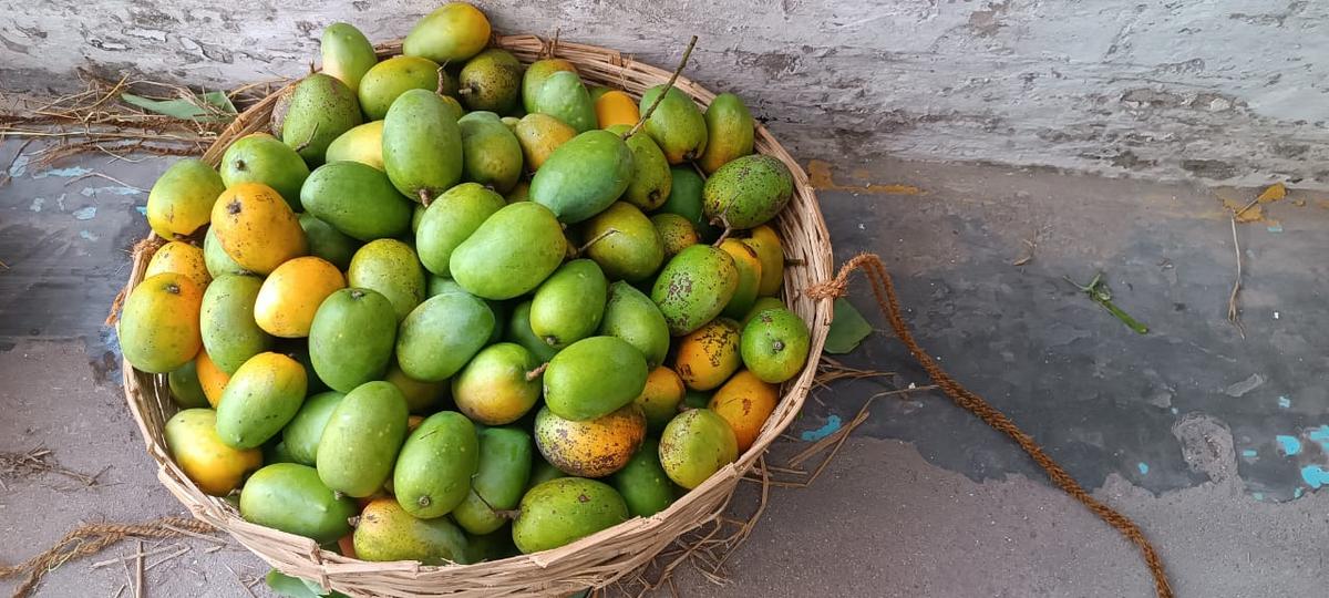 Where to find mangoes this year in Tamil Nadu - The Hindu
