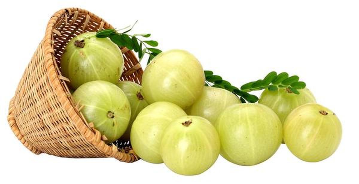 A ‘berry’ good time with fruits growing in homesteads and neighbourhood ...