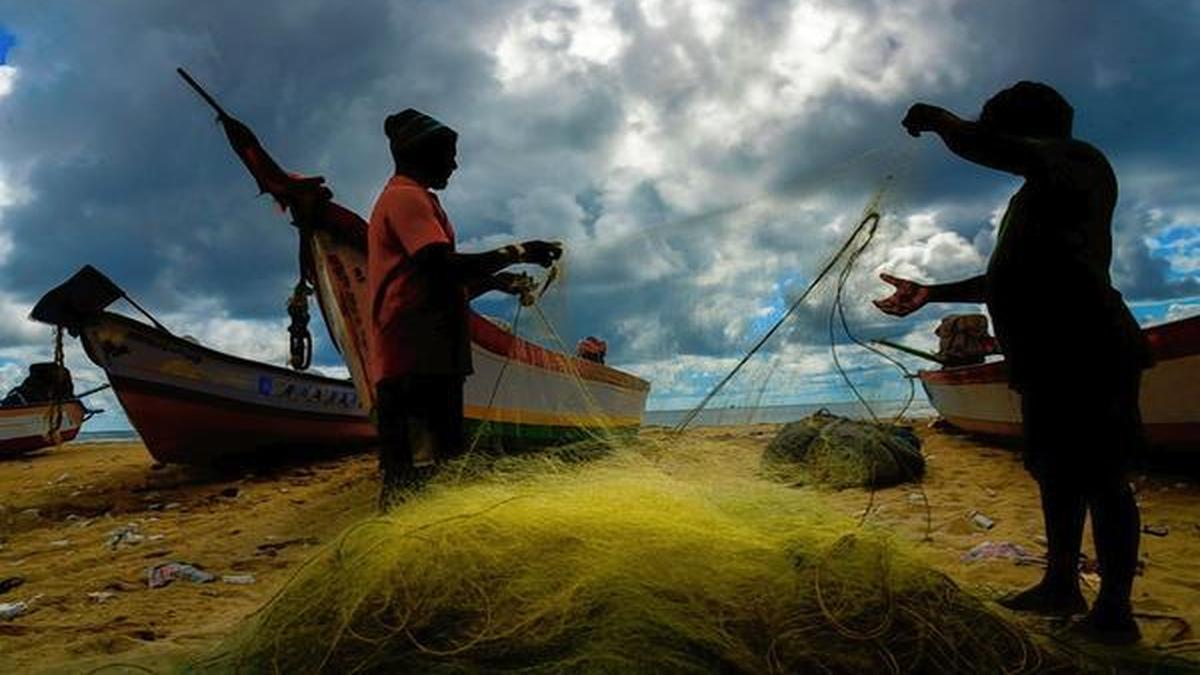 The fish you didn’t know Chennai eats - The Hindu