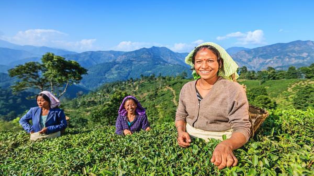 Dorje re-introduces Darjeeling tea to the Indian market with flavours ...