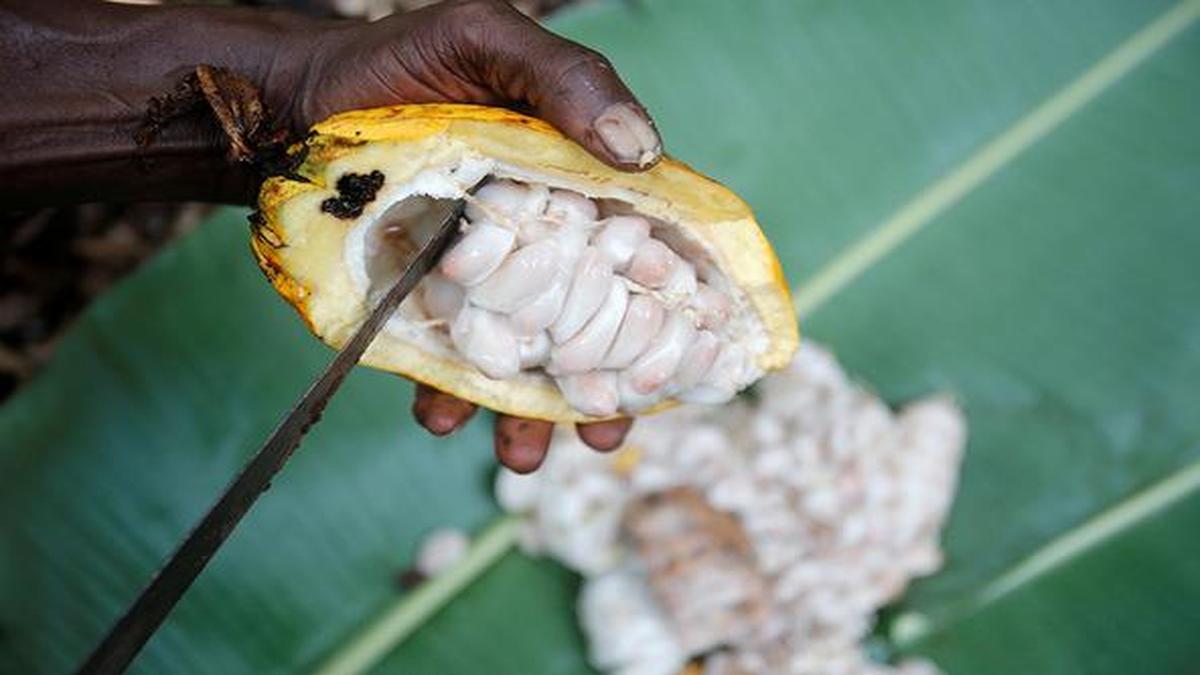 Humans and chocolate: a 5,000-year love story - The Hindu