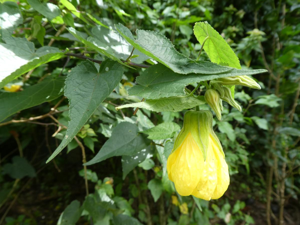 Pippa Mukherjee’s new book delves into the shrubs and climbers of India ...