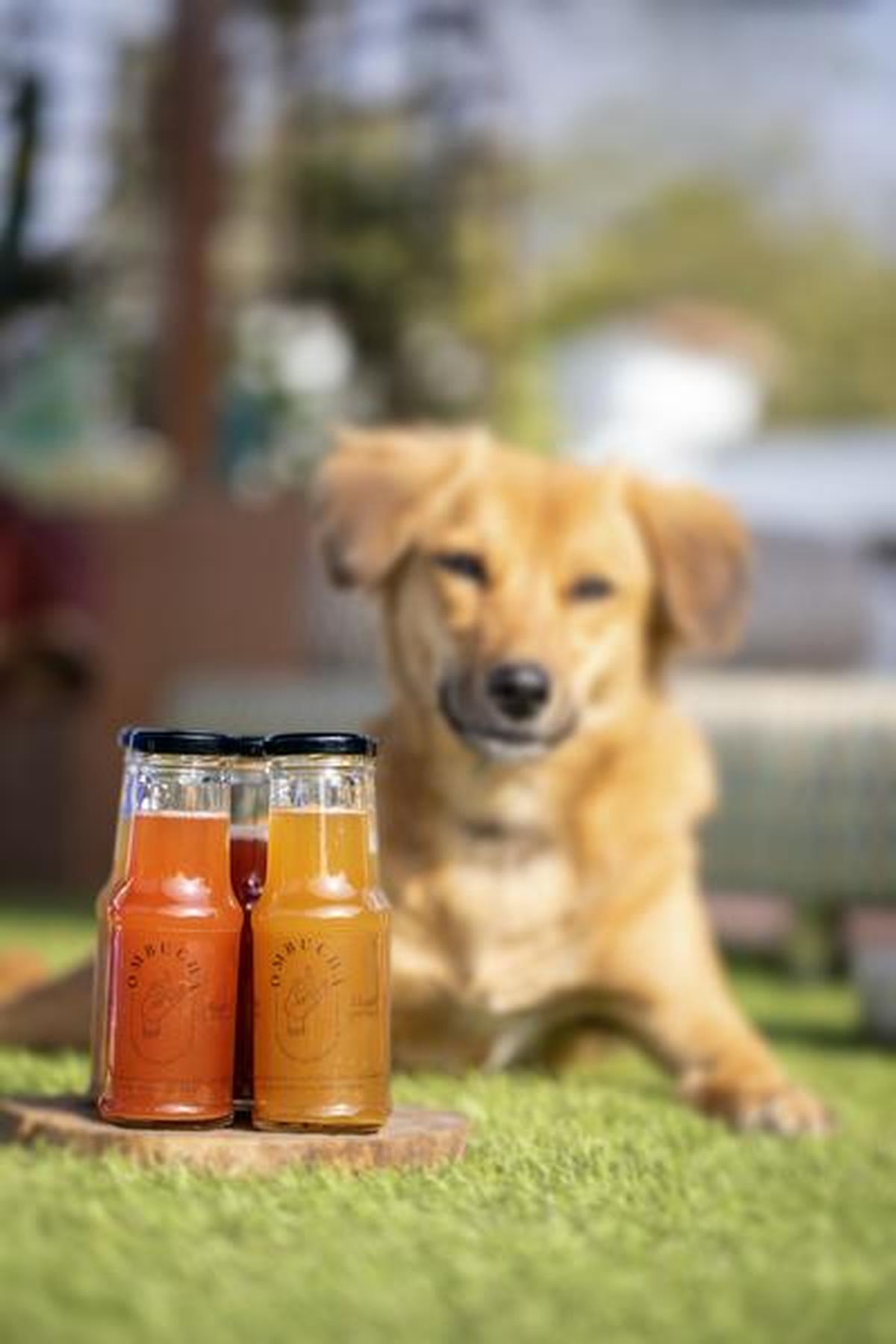 Cha-cha with kombucha - The Hindu