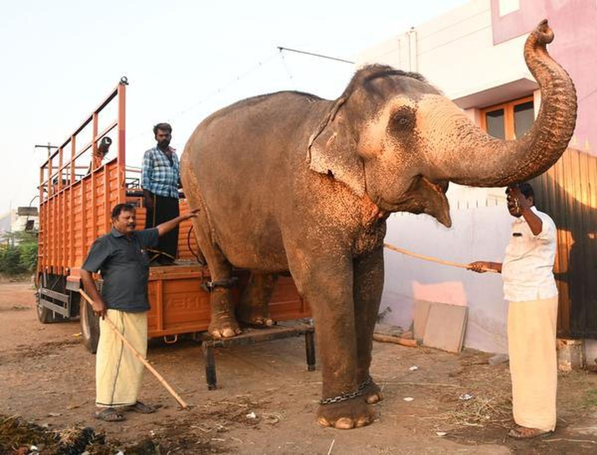 A fourth-generation elephant keeper in Madurai has custom-built a truck ...