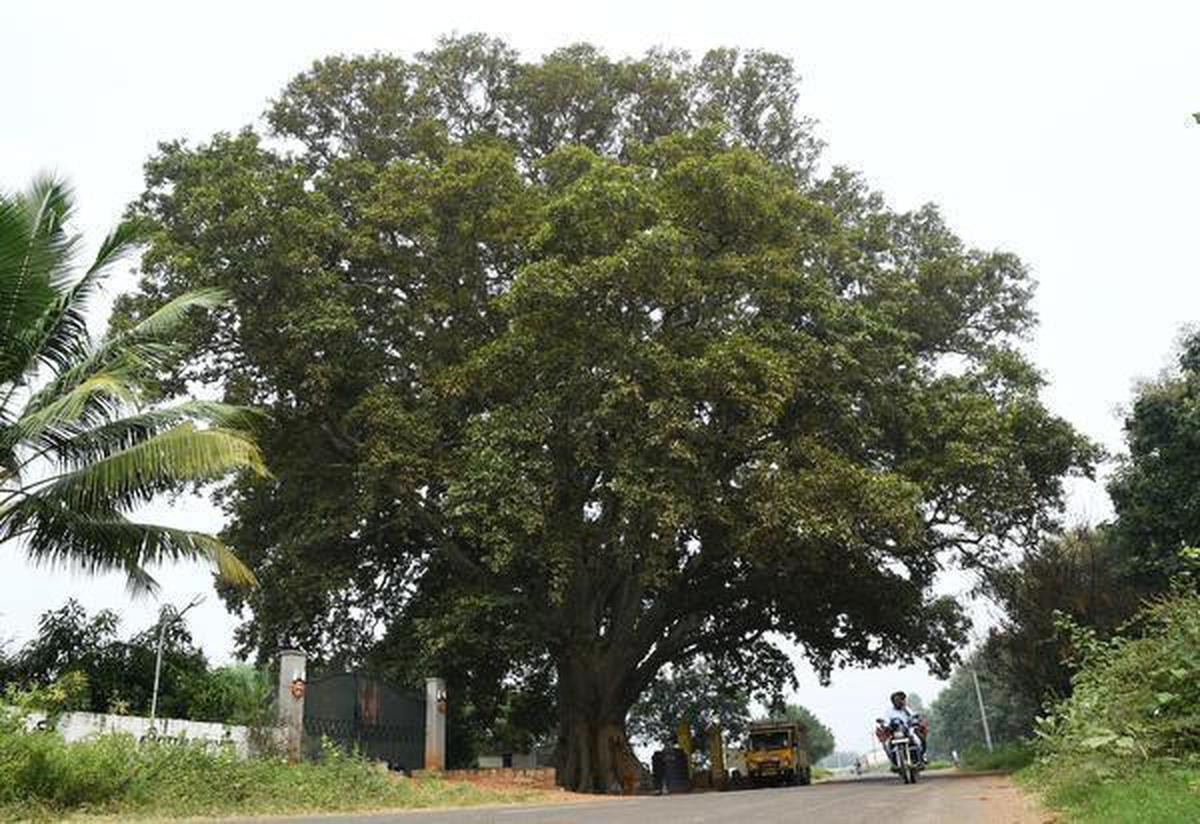 Marutham is closely associated with Madurai, so much that the city is ...