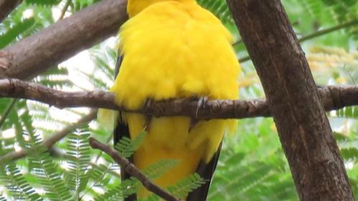 Colours of the wild: India’s exotic bird species - The Hindu