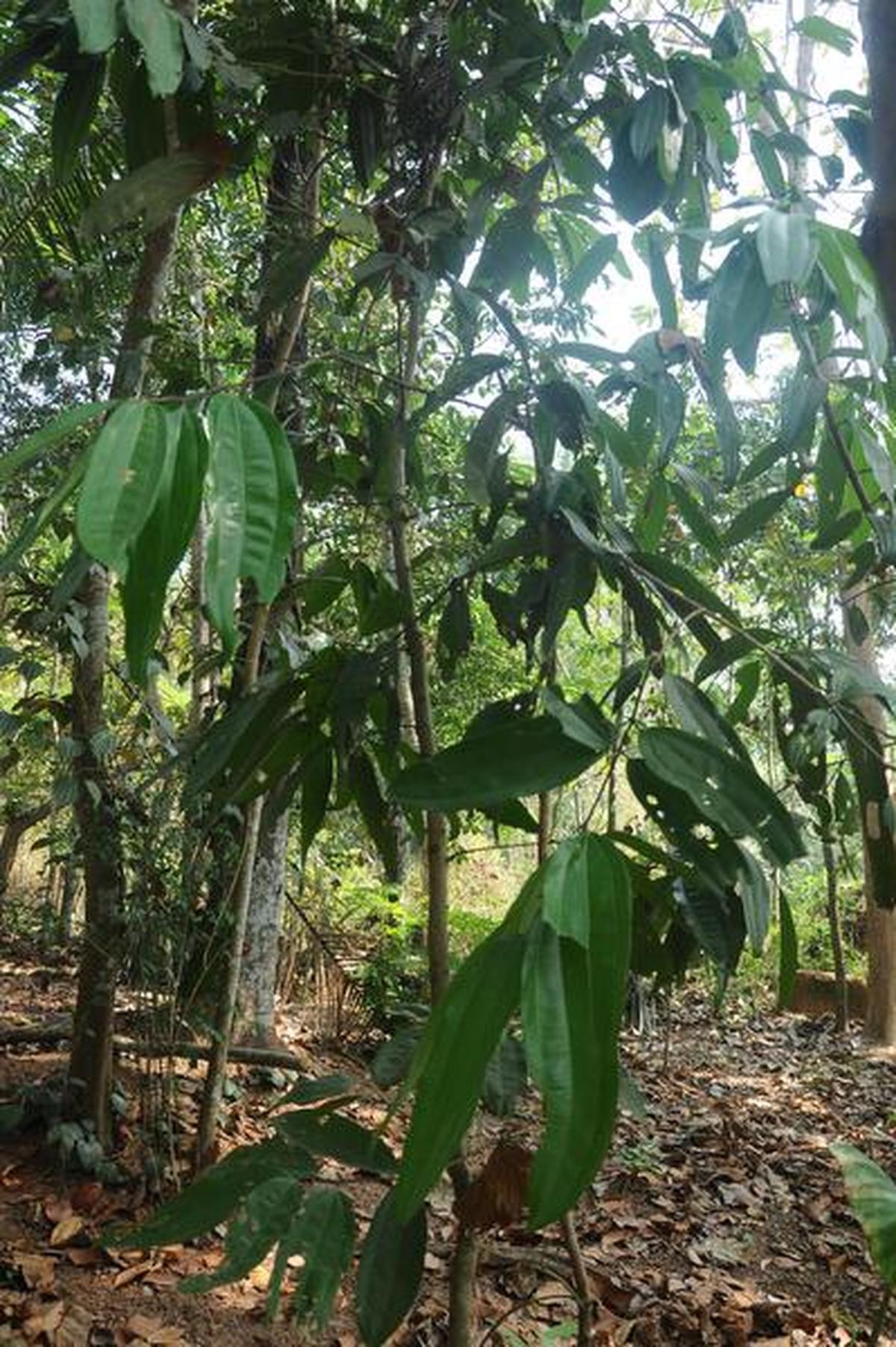 An evergreen fragrance - The Hindu