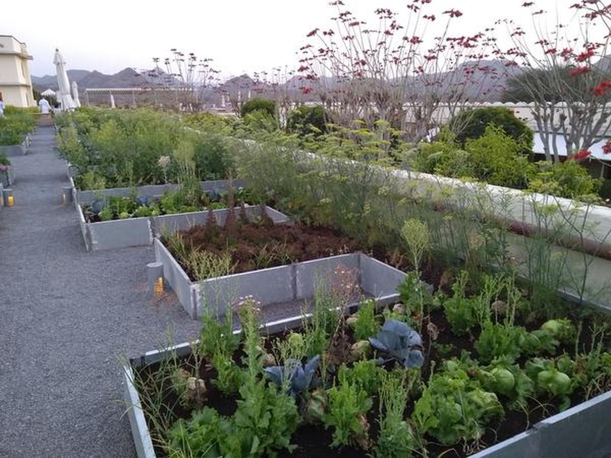 Rise of the edimental garden - The Hindu