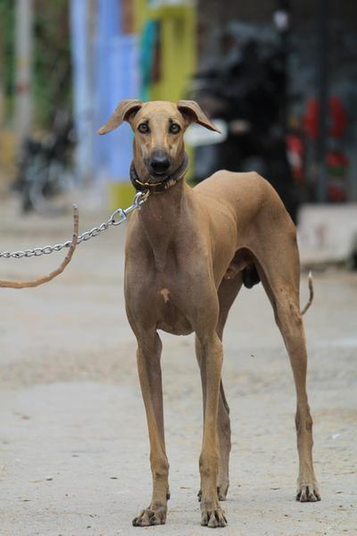 Are Chippiparai Dogs The Same As Kanni Dogs