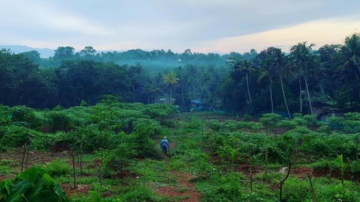Farm in Trivandrum, a joint farming venture from Kerala capital - The Hindu