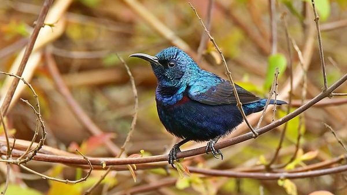 How the male Purple Sunbird changes colour in spring - The Hindu