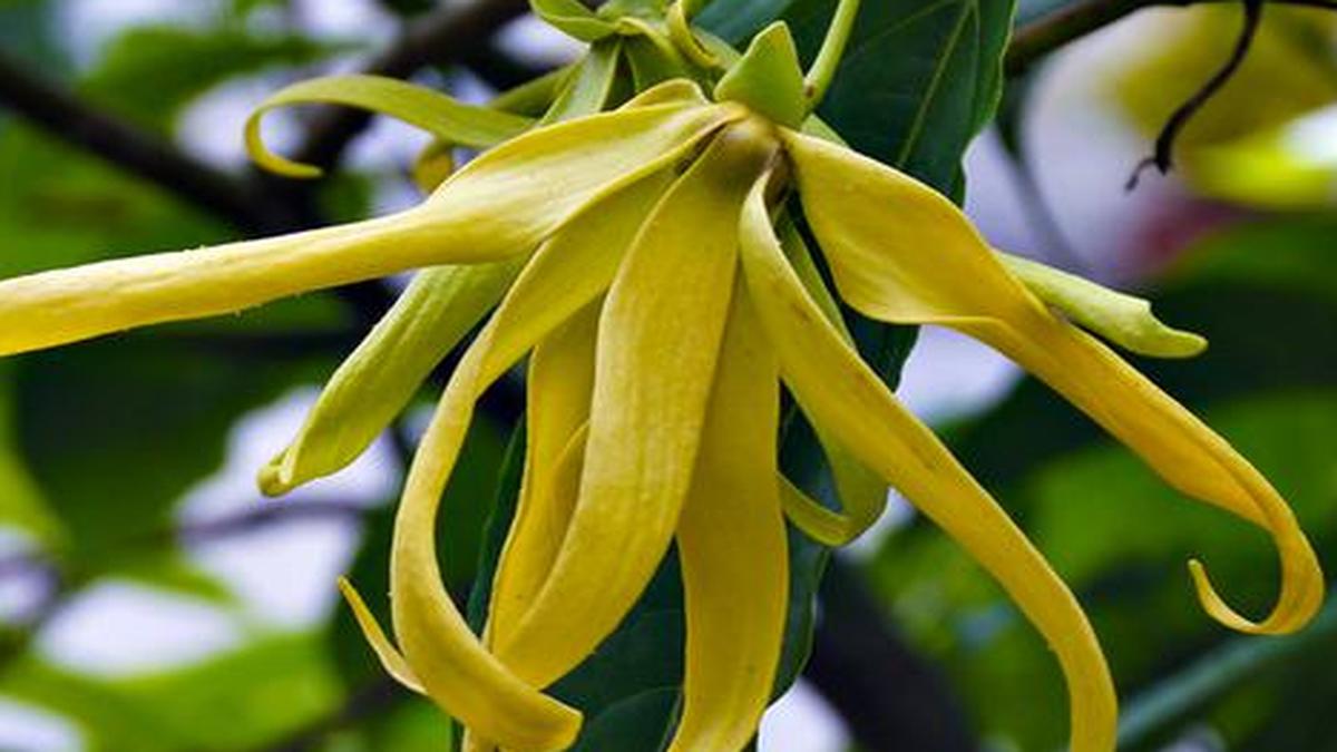 A garden for all the senses - The Hindu