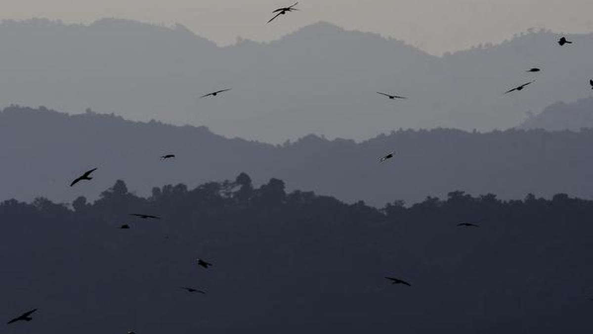 Flight of the Amur falcon - The Hindu