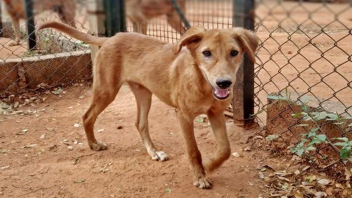 Petpals : Dogs for adoption in Coimbatore - The Hindu