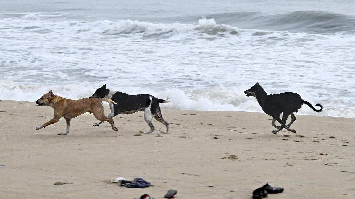 Fixing India’s street dog problem | It’s not as simple as ABC - The Hindu