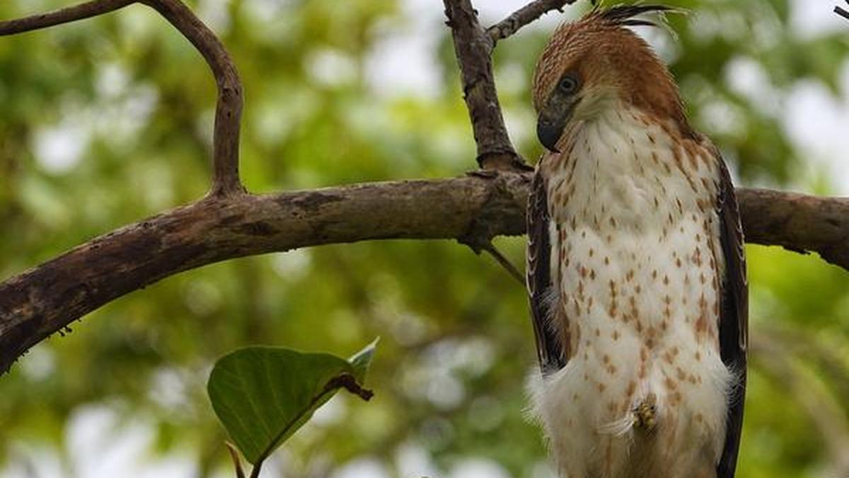 HMT Forest, a sanctuary for birds - The Hindu