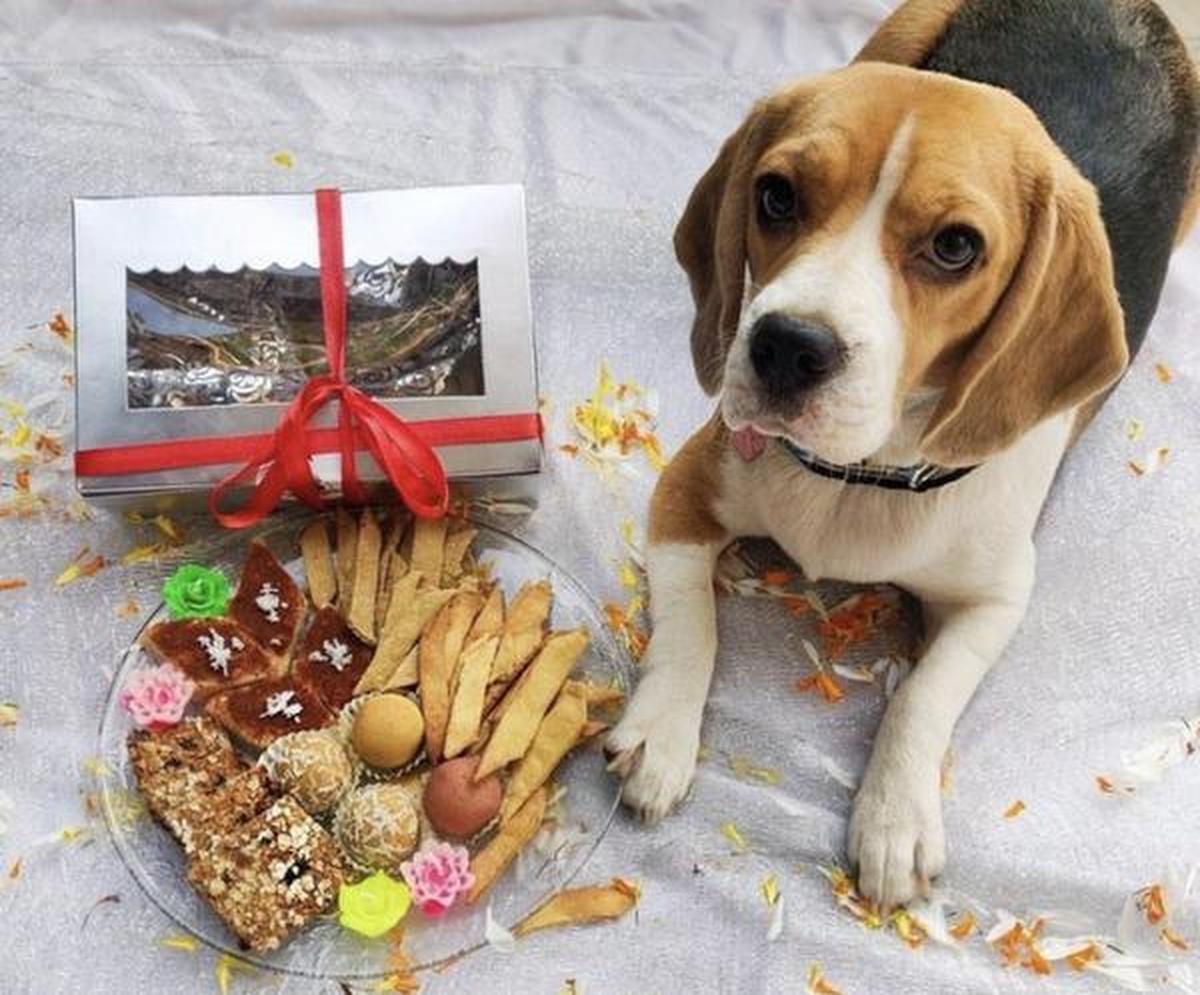 Can A Beagle Eat Human Cookies