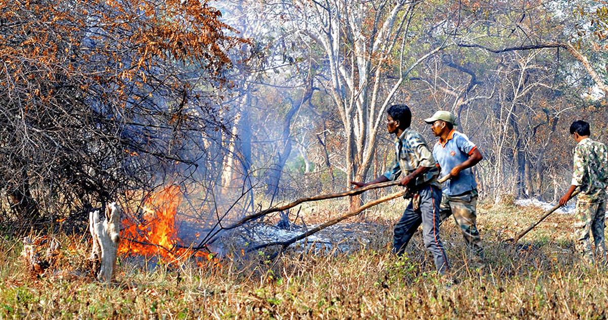 Forest fires | Exploding bamboo in Karnataka; a WhatsApp firefighting ...
