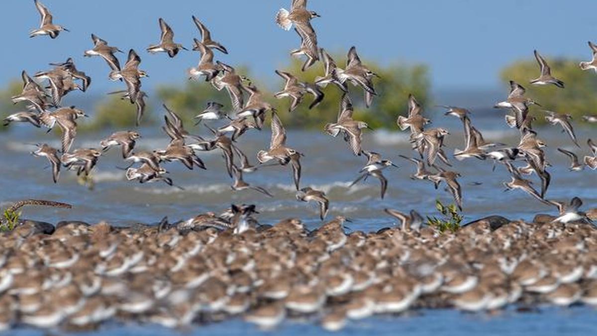 Considered one of Nature’s great wonders, birds from 29 countries fly ...