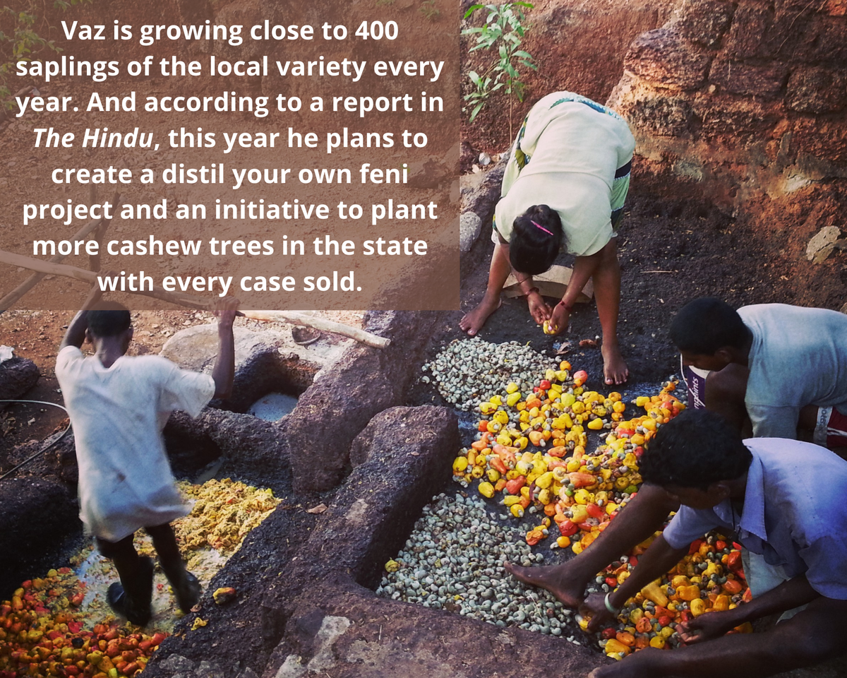 How to enjoy feni season right now in Goa - The Hindu