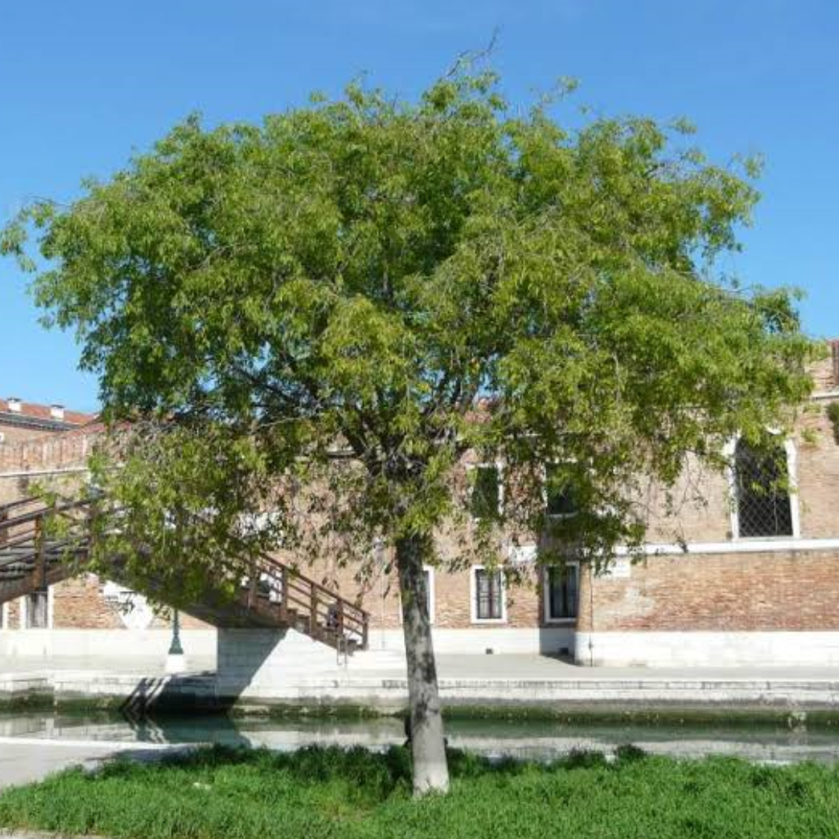 The forgotten hedges of Lutyens’ Delhi - The Hindu