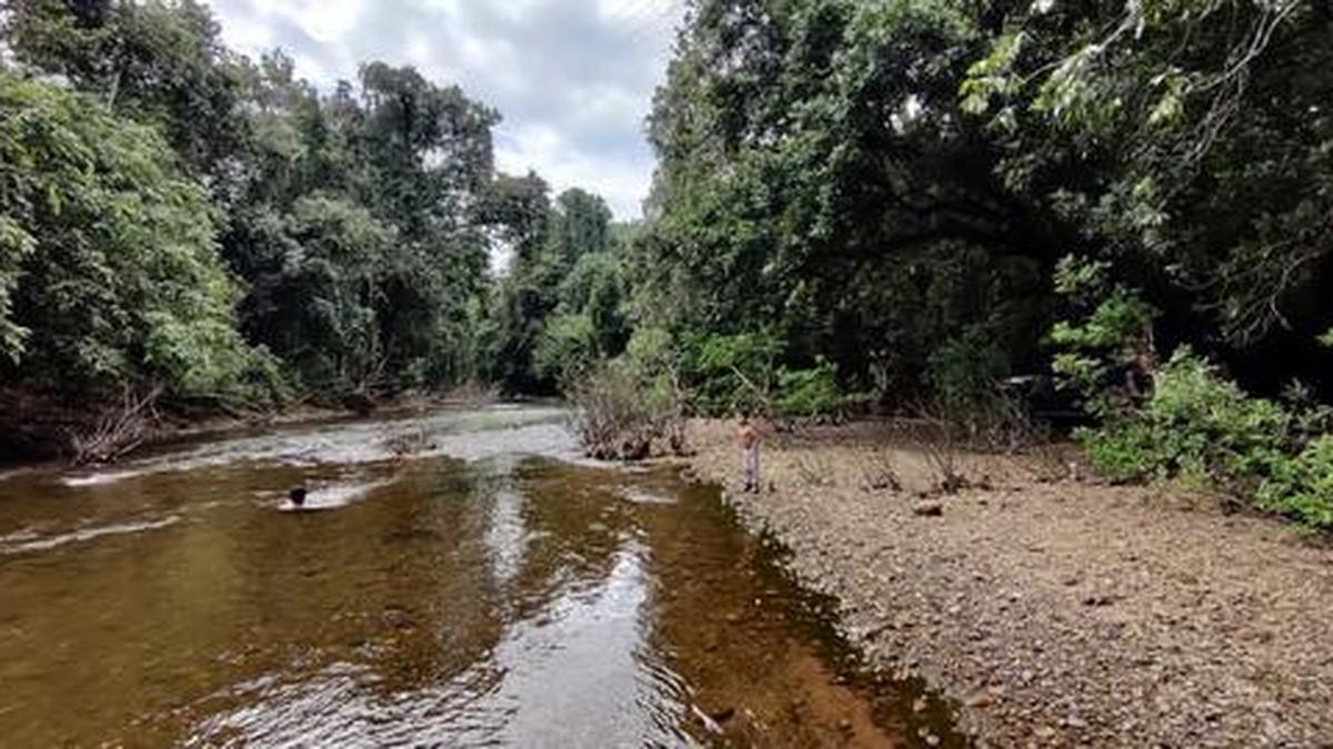 Fresh air and the forest experience in Thodupuzha - The Hindu