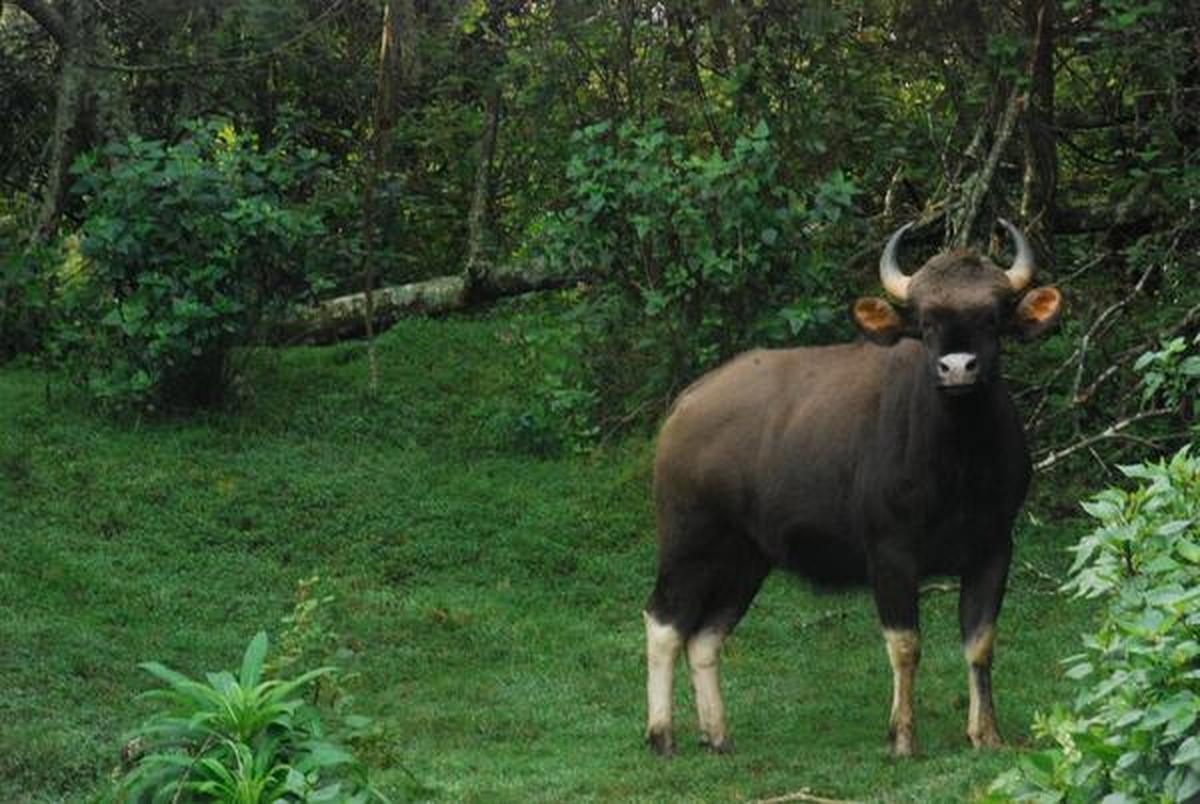 mamp30Indiangaur.JPG - The Hindu