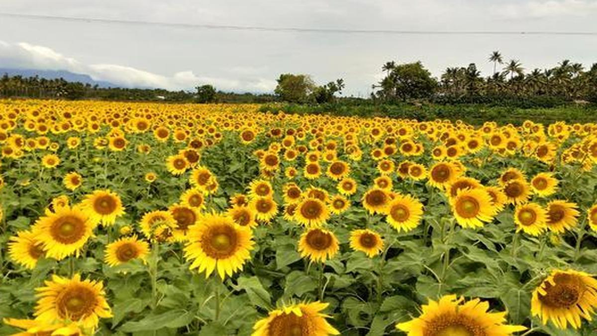 This Tamil Nadu village Sundarapandiapuram is known for its ...