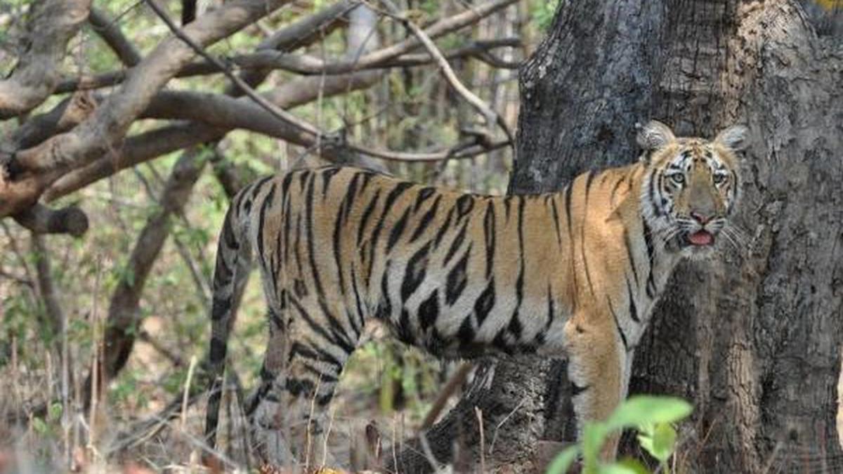 The Jungle Book of recent times - The Hindu