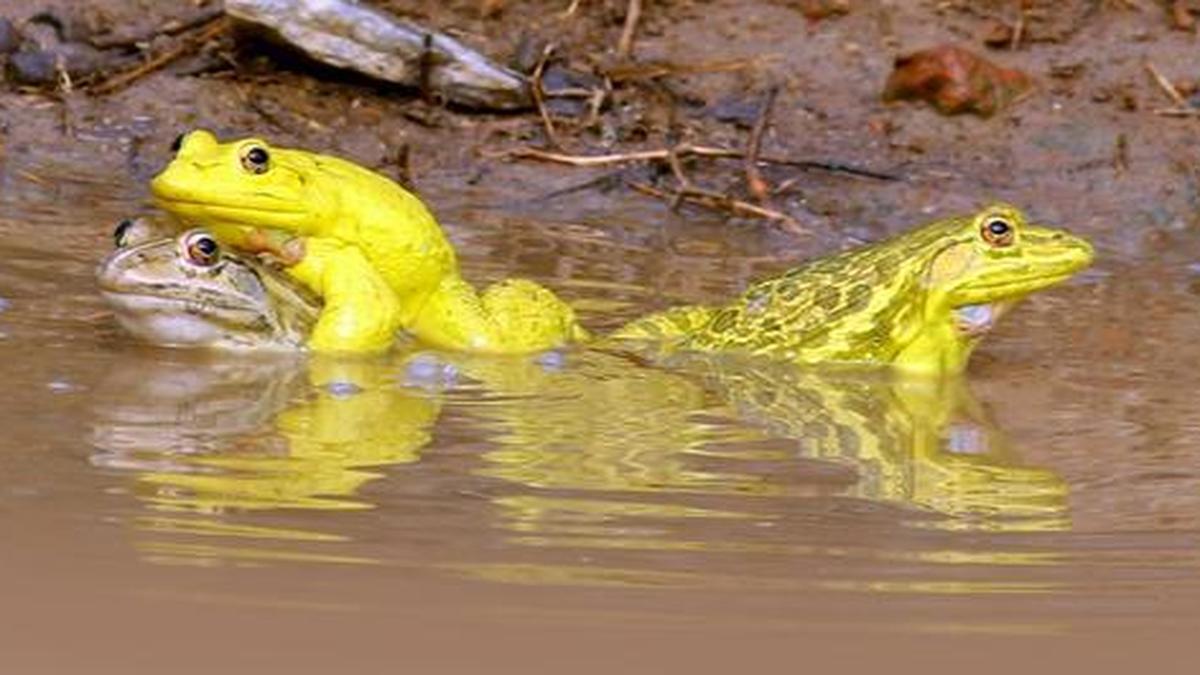Watch the Indian Bullfrog mate in the rainy season - The Hindu