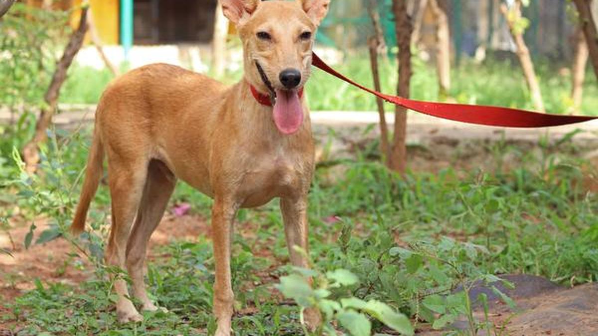 Humane Animal Society, Coimbatore, has dogs and cats ready for adoption ...