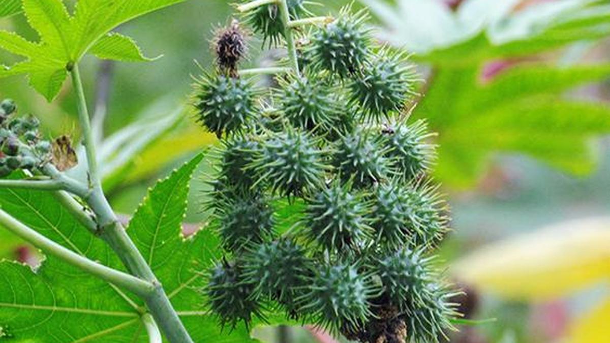 Castor stem straws are the latest options to join the eco-friendly ...