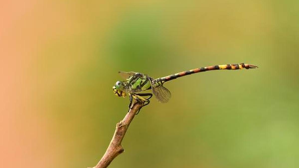 A rare dragonfly spotted in chance encounter - The Hindu