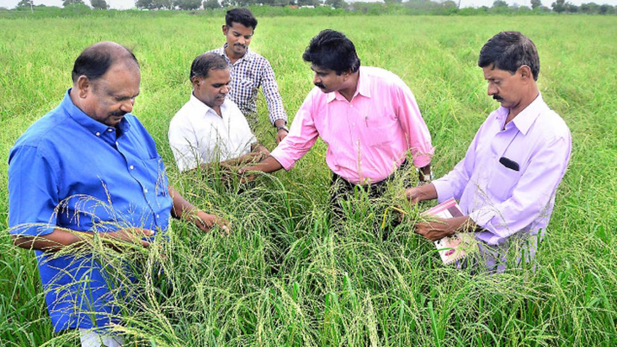 Ramnad farmers keen on cultivating minor millets - The Hindu