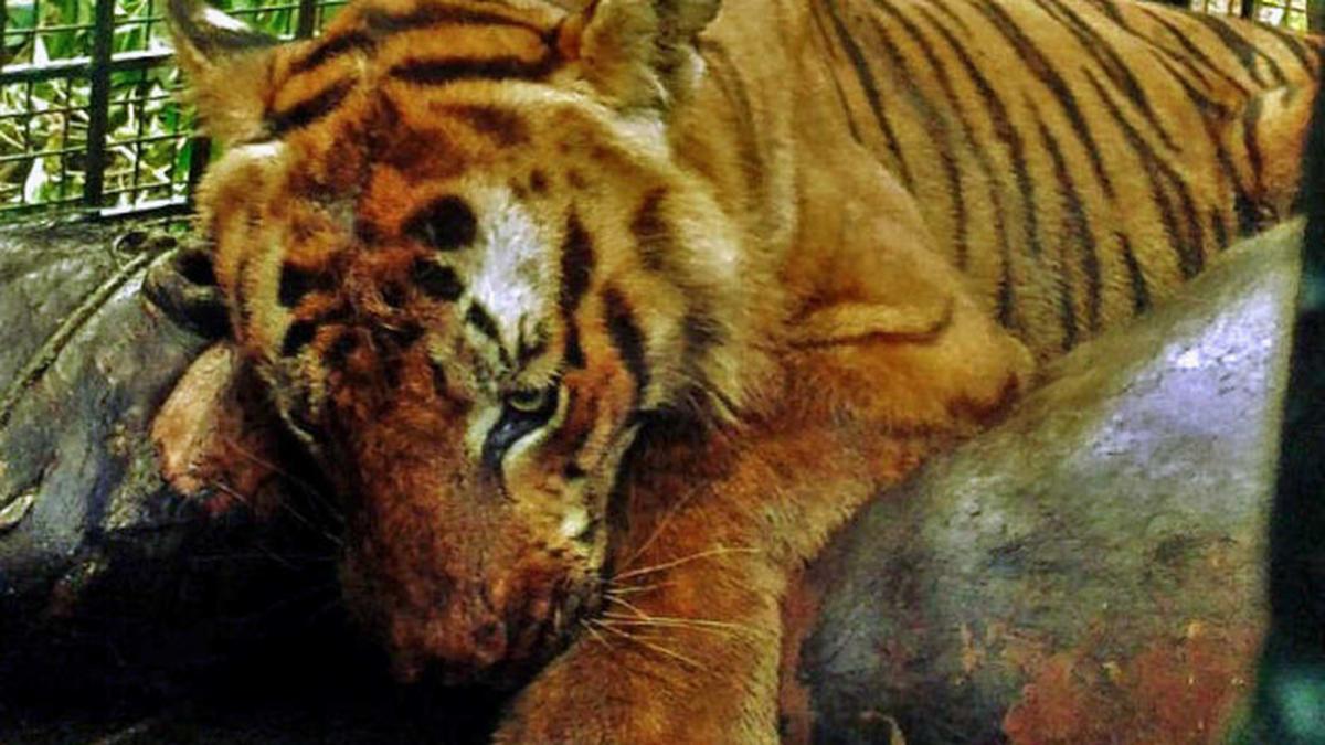 Captured tiger taken to capital zoo - The Hindu