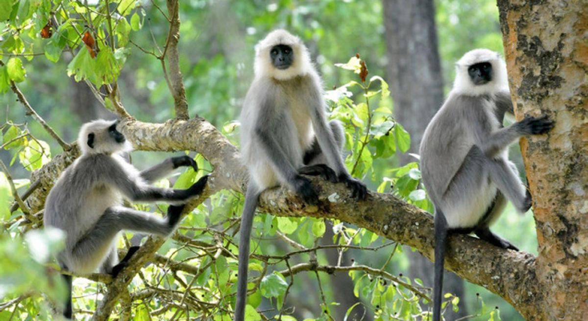 Primates: fighting for survival - The Hindu
