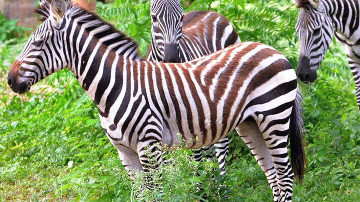 Zebras’ death: zoo seeks experts’ help - The Hindu