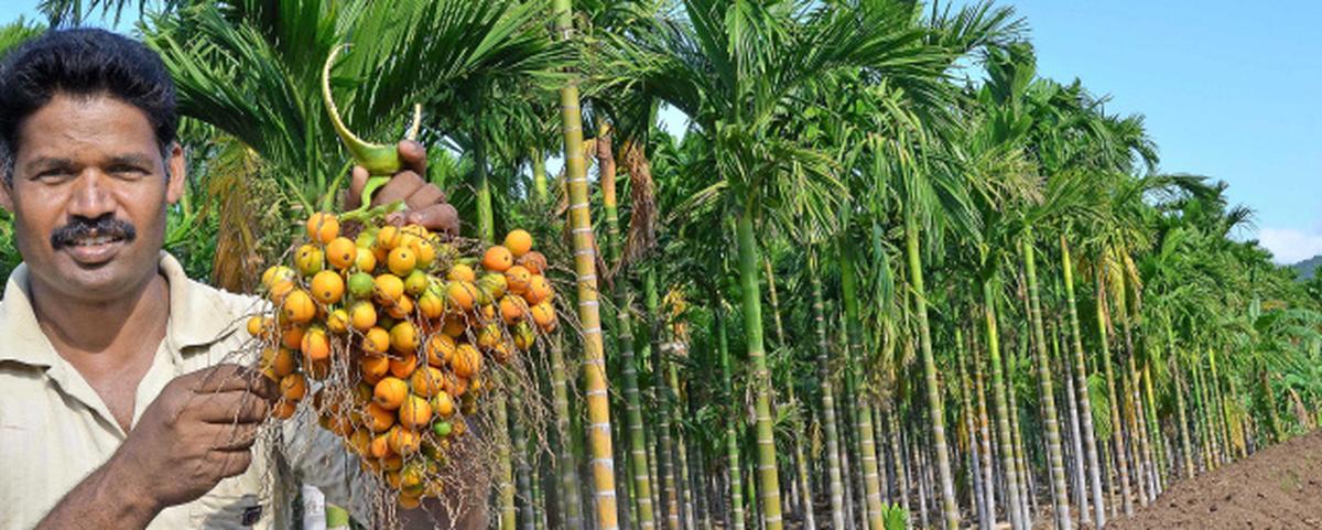 Hard work of areca nut farmers pays off - The Hindu