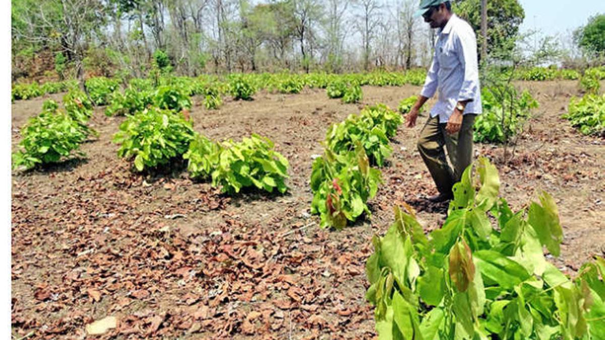 Beedi leaf collectors lose money due to delay in tendering - The Hindu