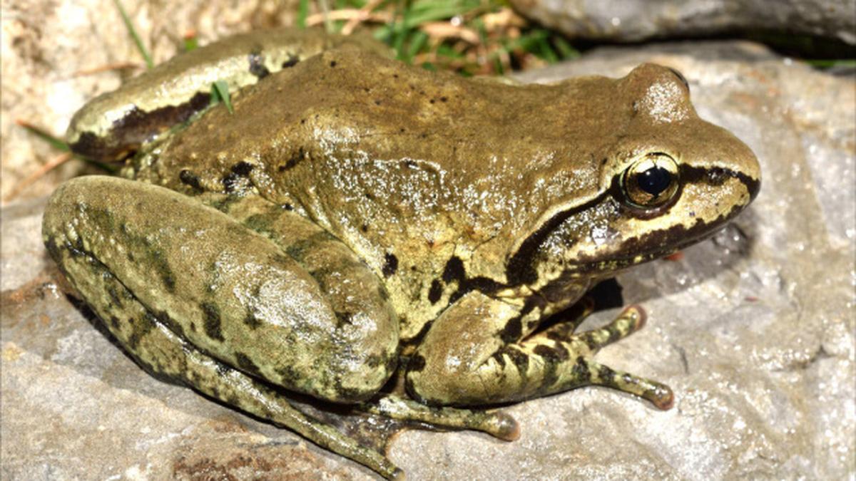 Happy herping - The Hindu