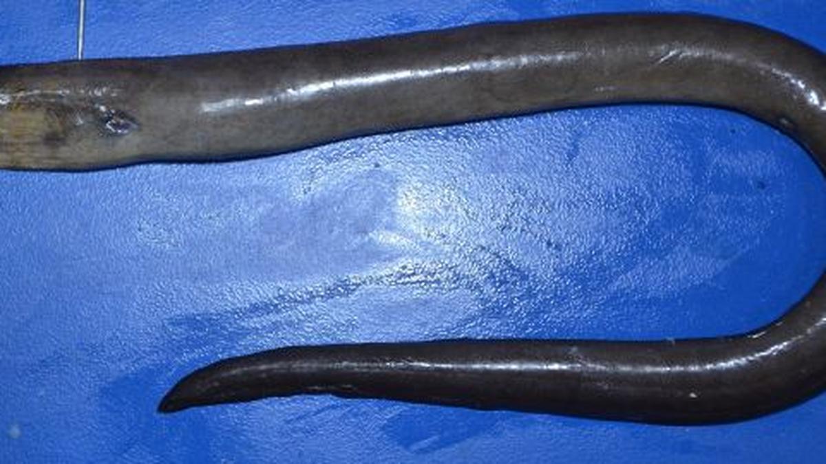 Rare discovery of eel on West Bengal coast - The Hindu