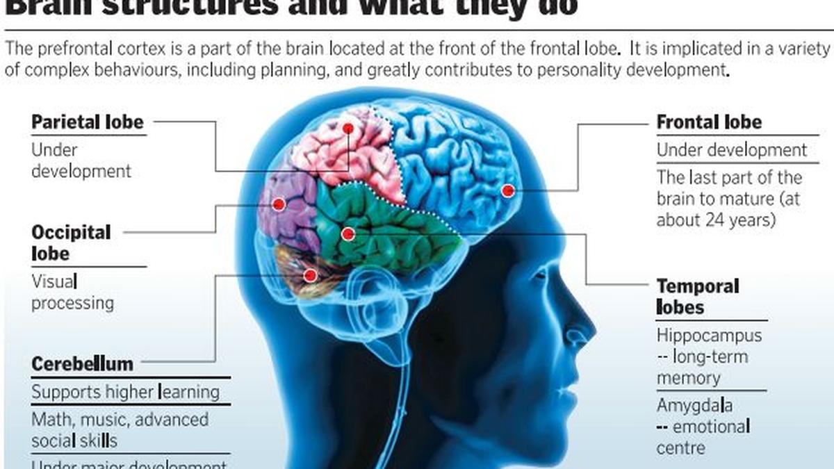 Neuroscience and the juvenile legislation - The Hindu