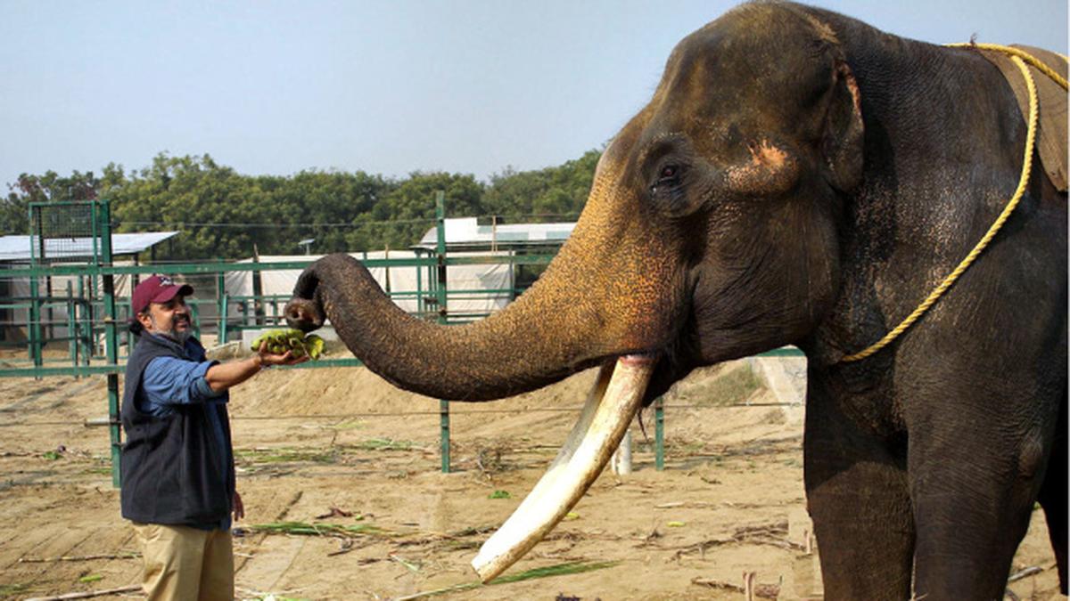 Captive for 20 years, elephant rescued - The Hindu