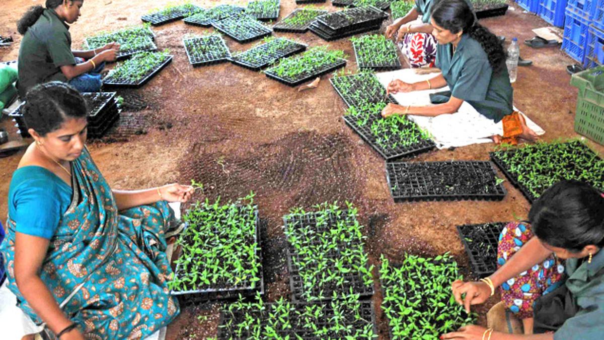 Alathur block panchayat to go organic - The Hindu