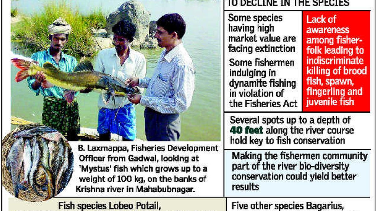 109 fish species found in Krishna in Mahabubnagar-Nalgonda stretch ...