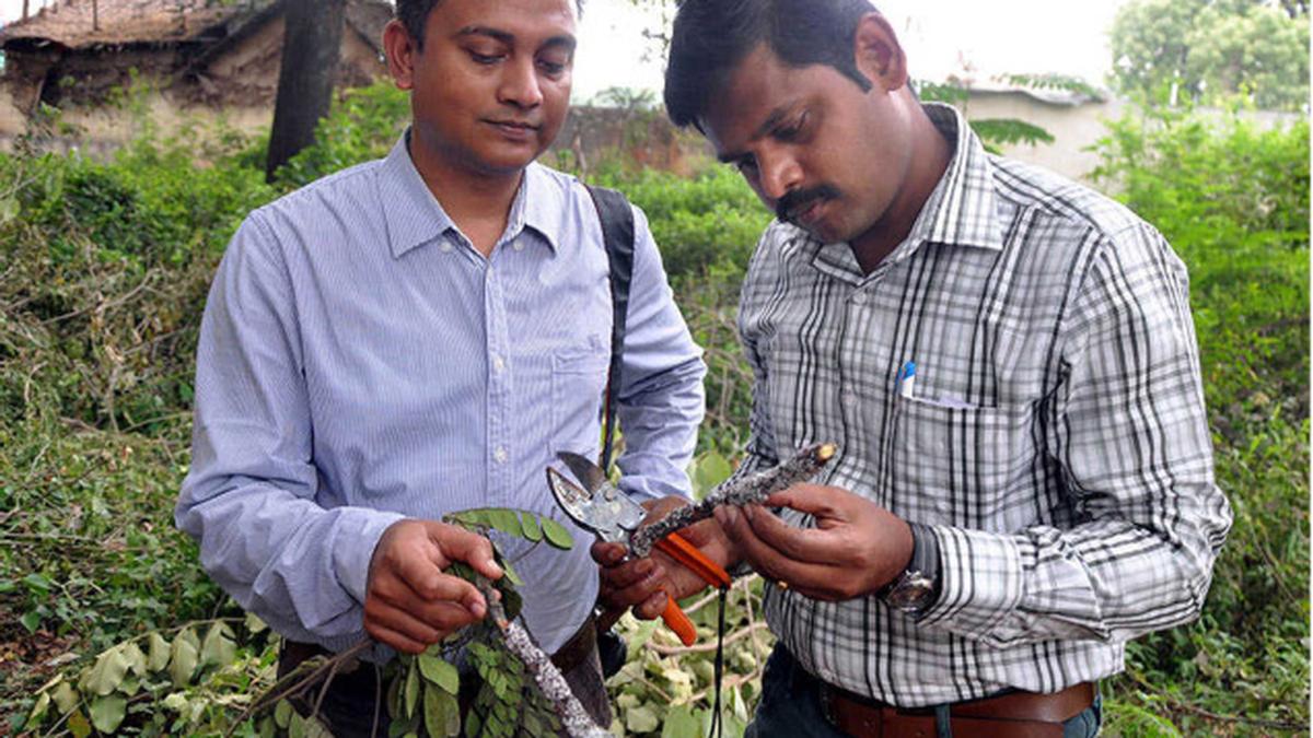 Scientists find lac insects in Vellore - The Hindu