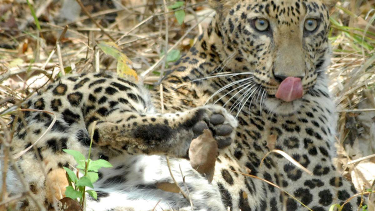 Almost half of Karnataka ‘lives’ with leopards - The Hindu