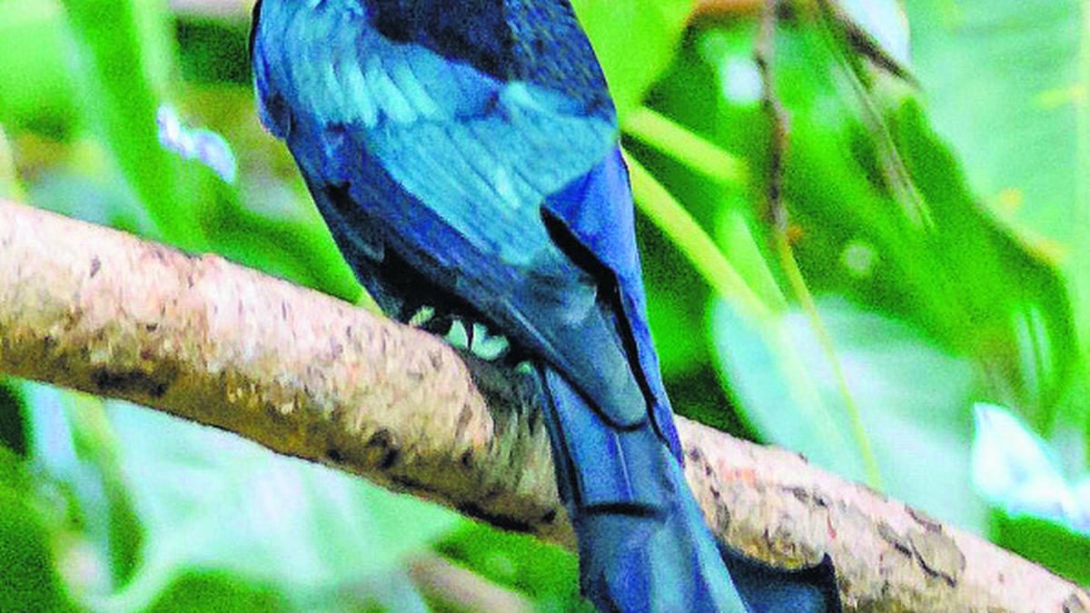 Rarely seen Spangled Drongo spotted - The Hindu